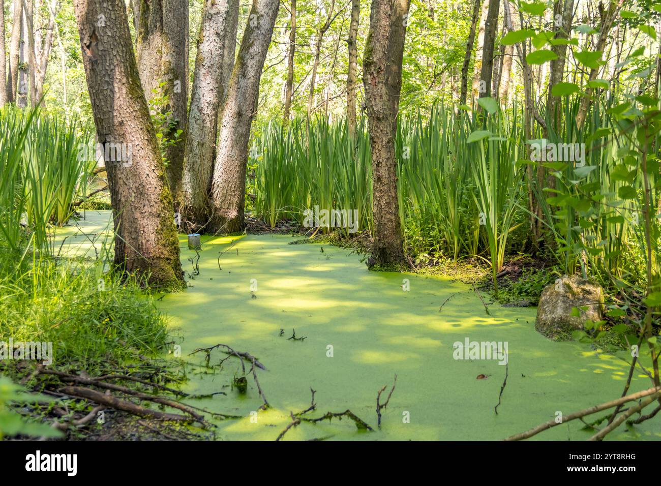 Sunny wetland scenery in Southern Germany at early summer time Stock ...