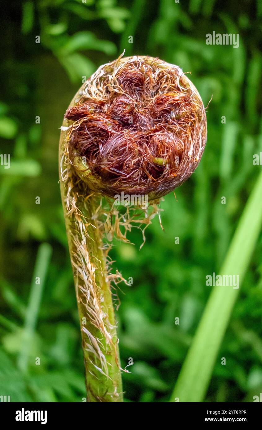 Rolled fern frond closeup in natural back Stock Photo - Alamy