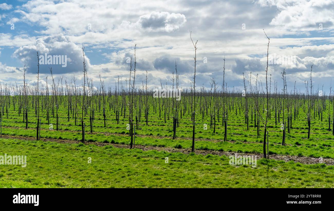 Tree plantation at early spring time Stock Photo - Alamy