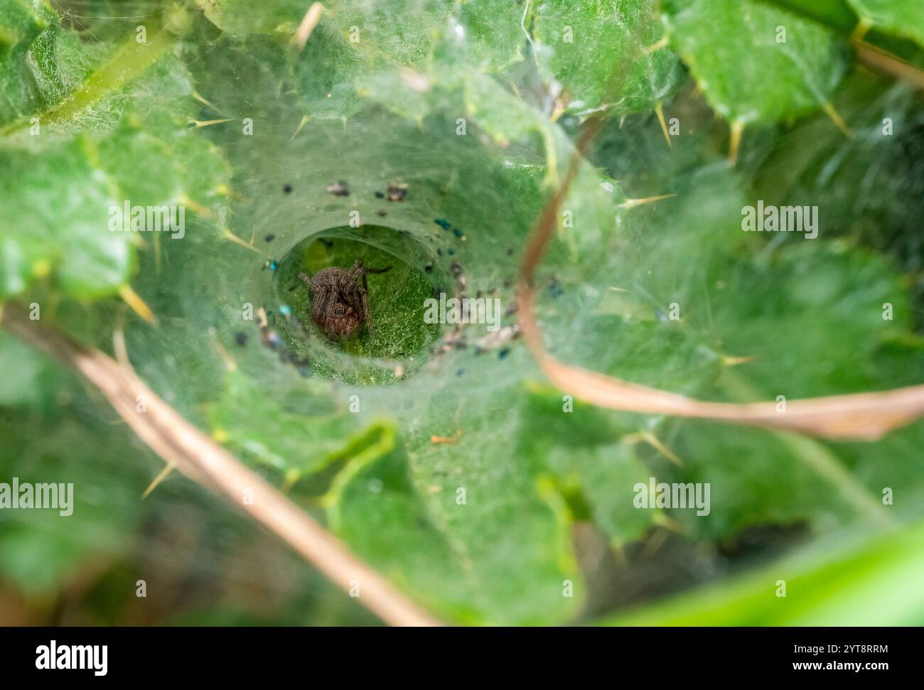 Sheet weaver spider hi-res stock photography and images - Alamy
