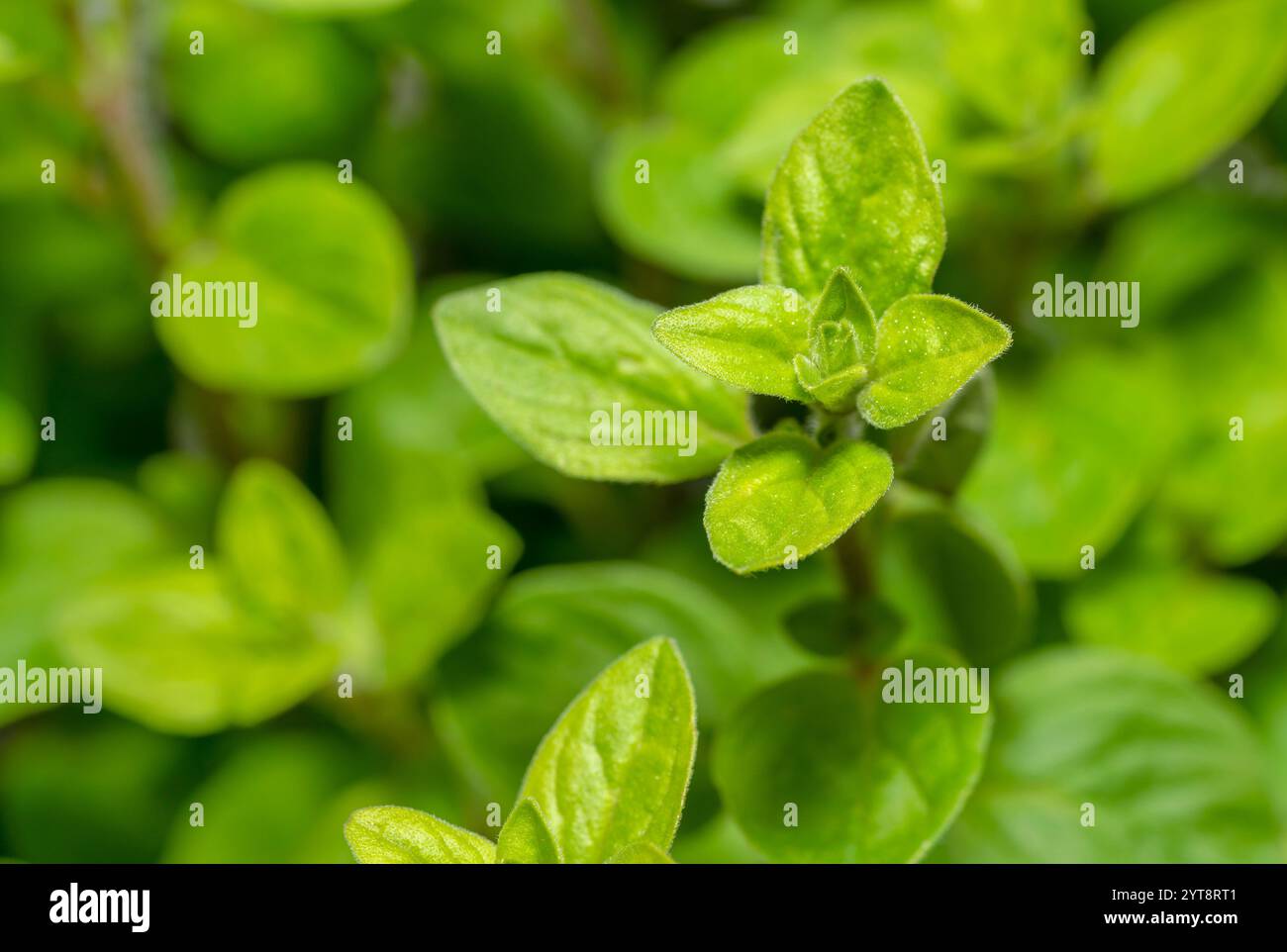 Full frame closeup shot showing fresh green oregano leaves hi-res stock ...