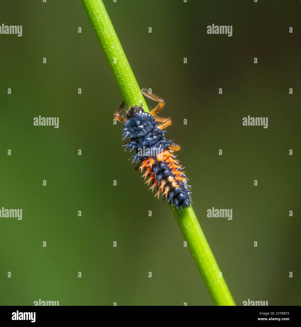 Macro shot of a a ladybug larva on a grass stipe Stock Photo - Alamy