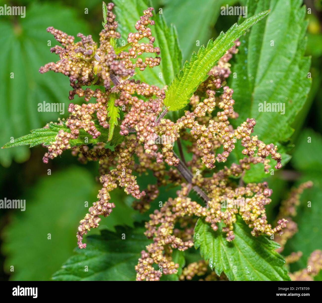Closeup shot of a flowering stinging nettle plant hi-res stock ...