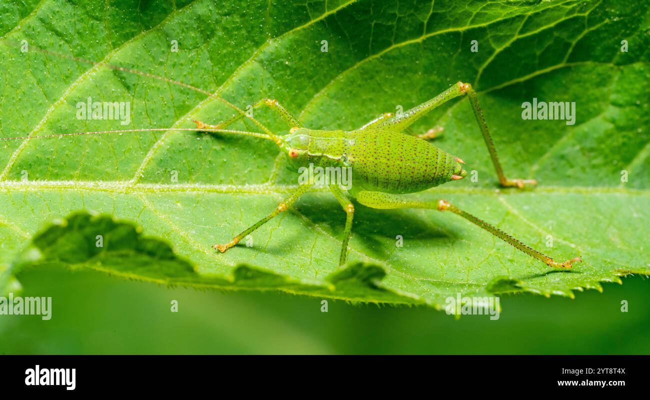 Larva of a Speckled bush-cricket on a green leaf at early summer time ...