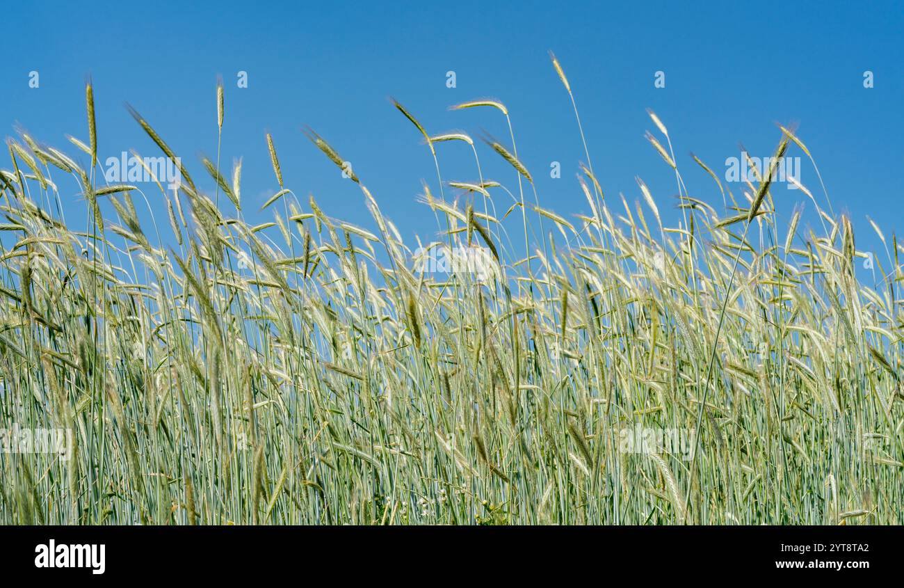 Low angle detail of a rye field in front of blue sky Stock Photo - Alamy