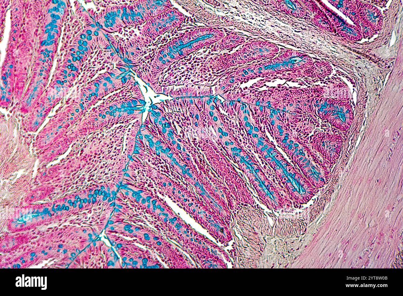 Histology of the intestine hi-res stock photography and images - Alamy