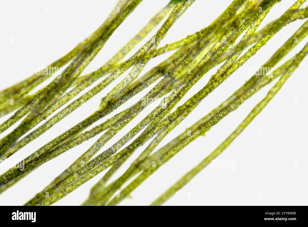 Microscopic algae plant cell hi-res stock photography and images - Alamy