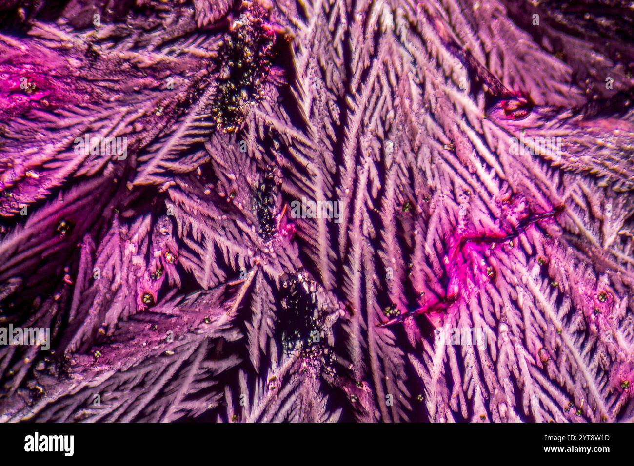 Microscopic shot showing feathered microcrystals in polarized light ...