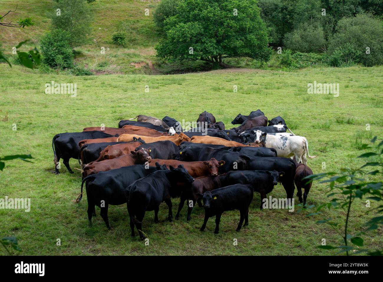 Cattle in high weald national landscape hi-res stock photography and ...