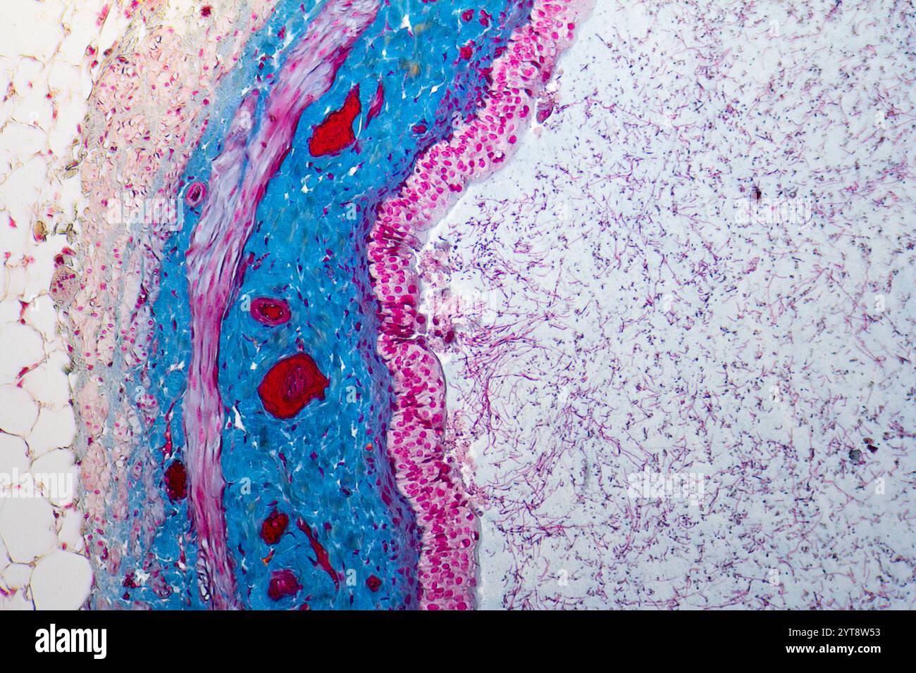 Micrograph showing a urinary bladder detail from a rat Stock Photo - Alamy