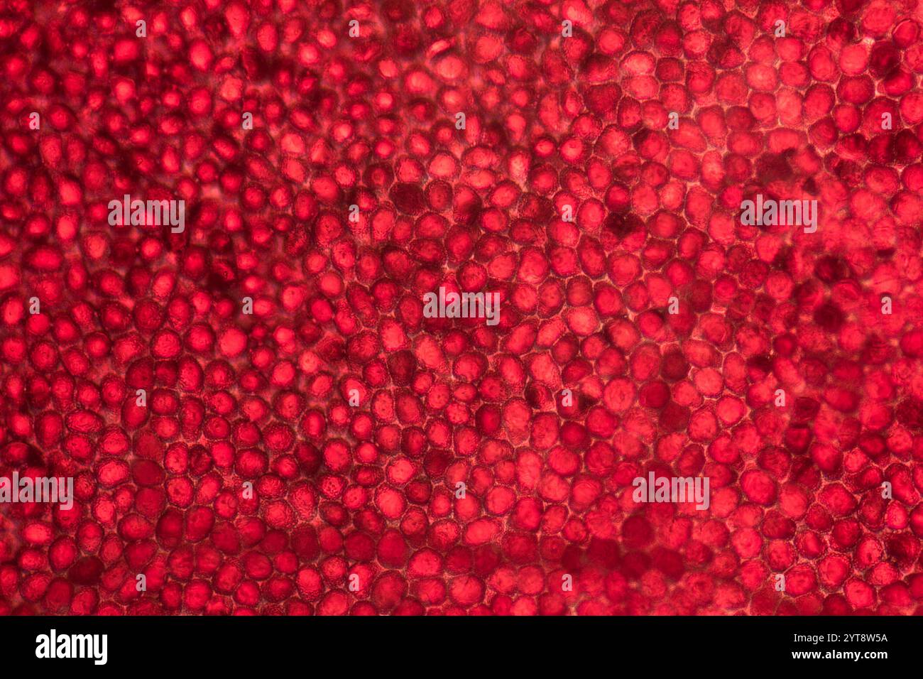Microscopic detail showing cells of a red poinsettia petal Stock Photo ...