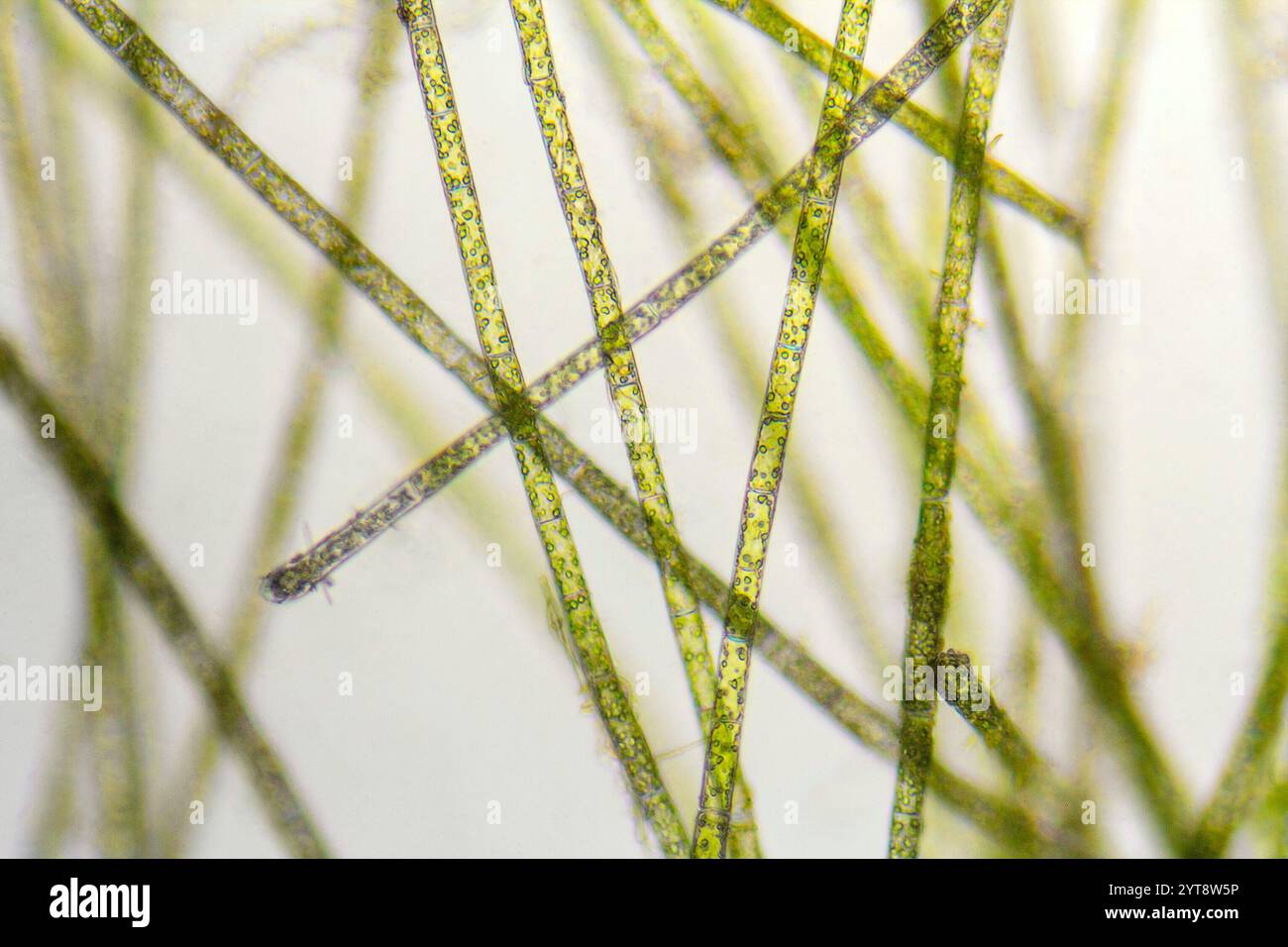 Microscopic algae plant cell hi-res stock photography and images - Alamy