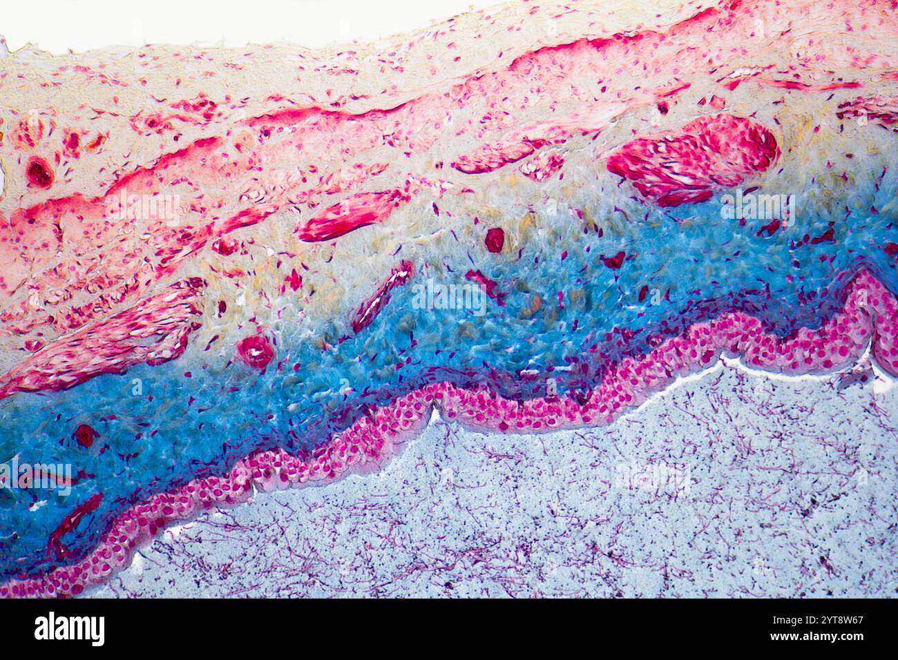 Micrograph showing a urinary bladder detail from a rat Stock Photo - Alamy