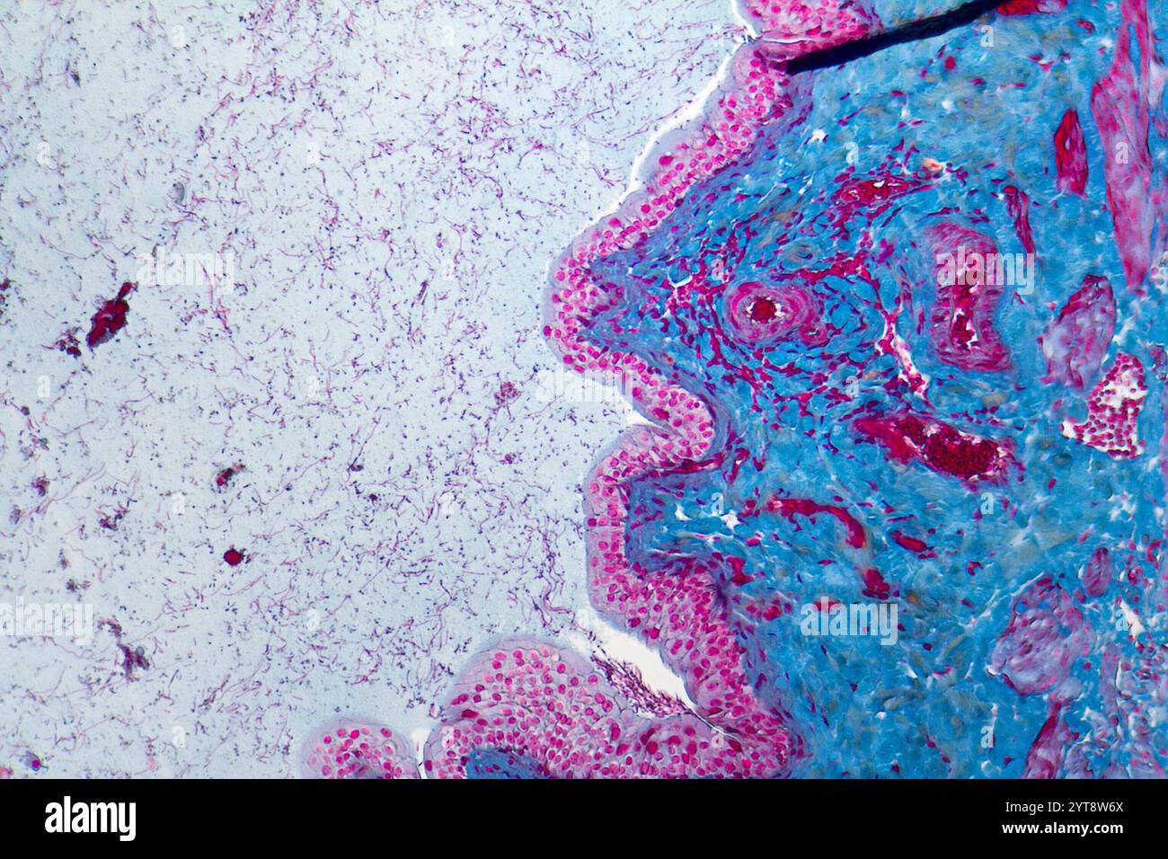Micrograph showing a urinary bladder detail from a rat Stock Photo - Alamy