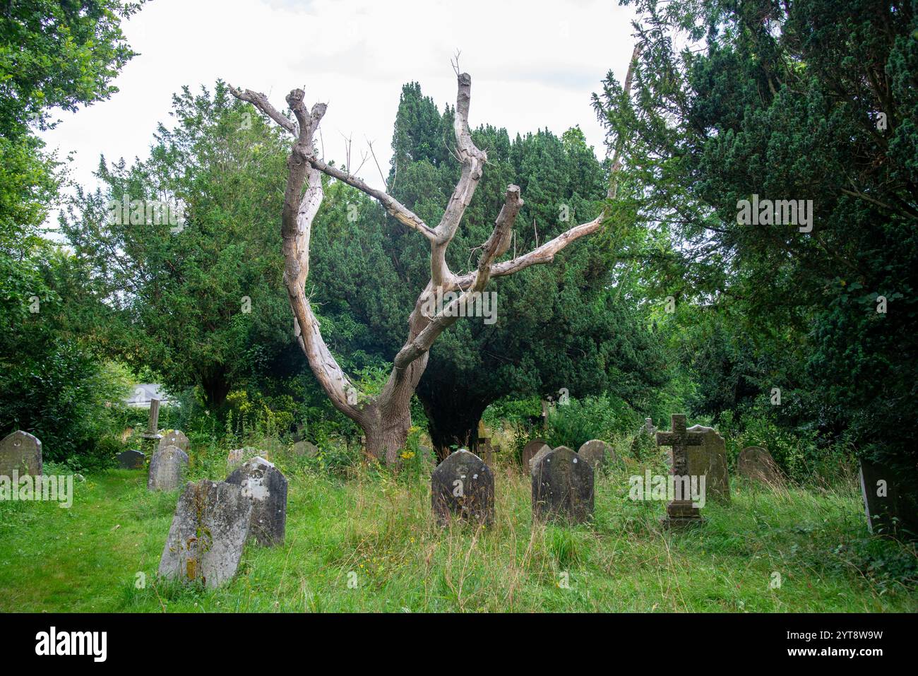 graves and dead tree at All Saints Church Heathfield, England Stock ...