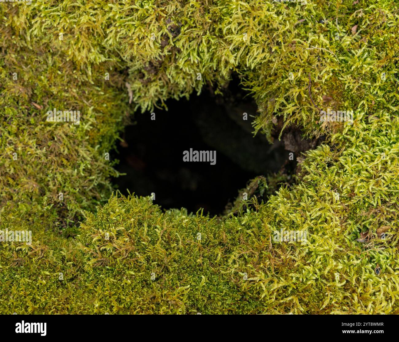 Knothole moss hi-res stock photography and images - Alamy