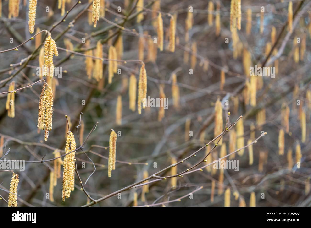 Lots of male common hazel catkins in early spring time Stock Photo - Alamy