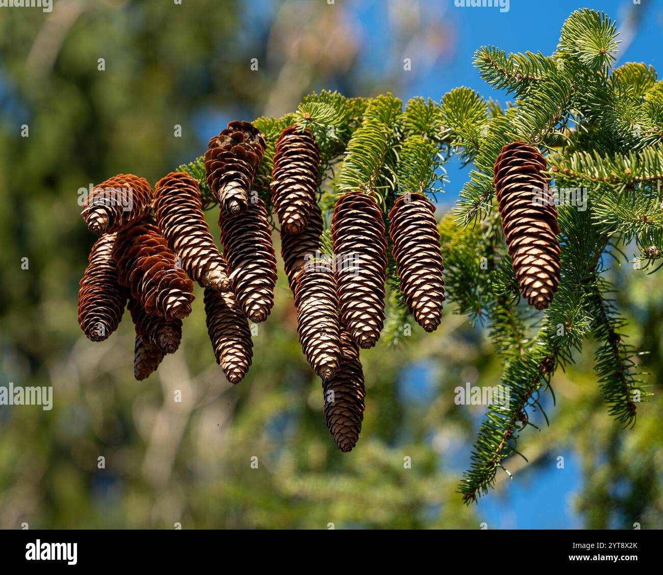 Close up shot spruce hi-res stock photography and images - Alamy