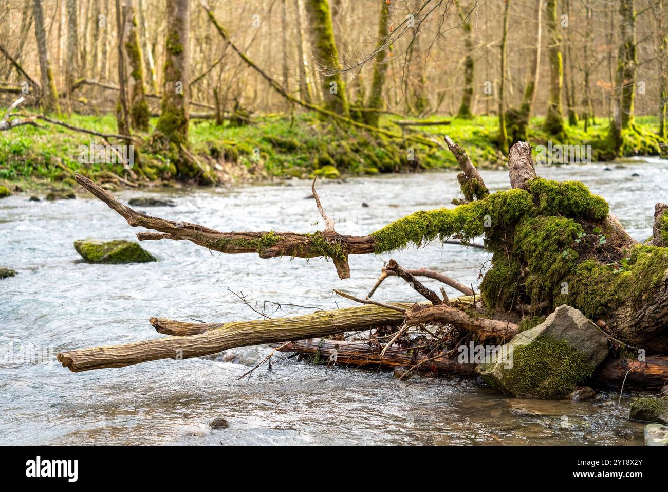 Natural riparian scenery including a mossy tree stump at a small river ...