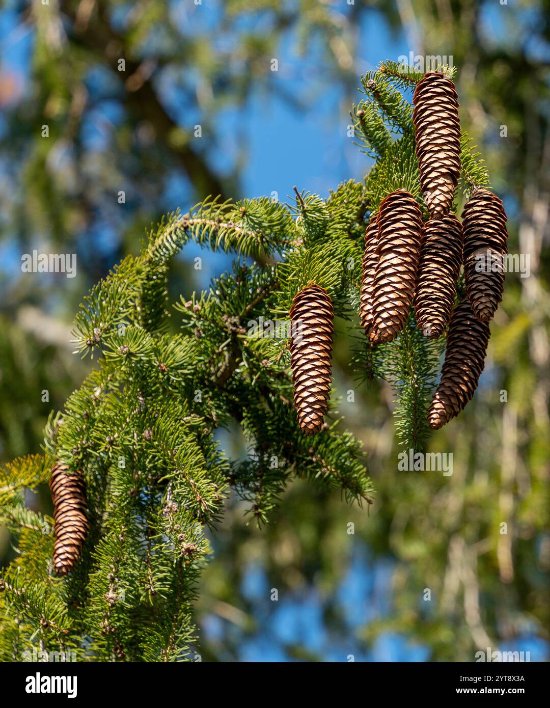 Close up shot spruce hi-res stock photography and images - Alamy