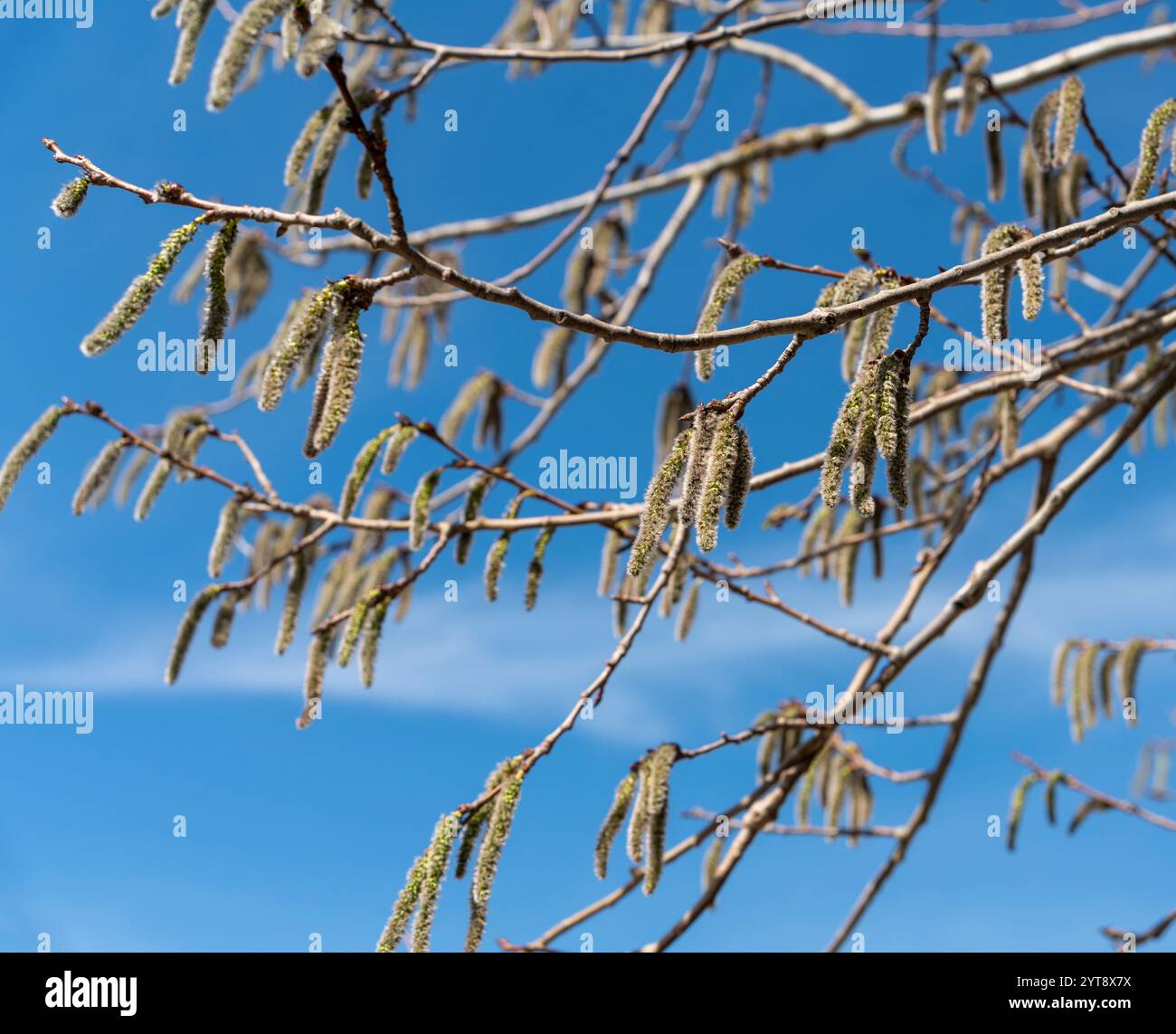Populus tremula catkin hi-res stock photography and images - Alamy