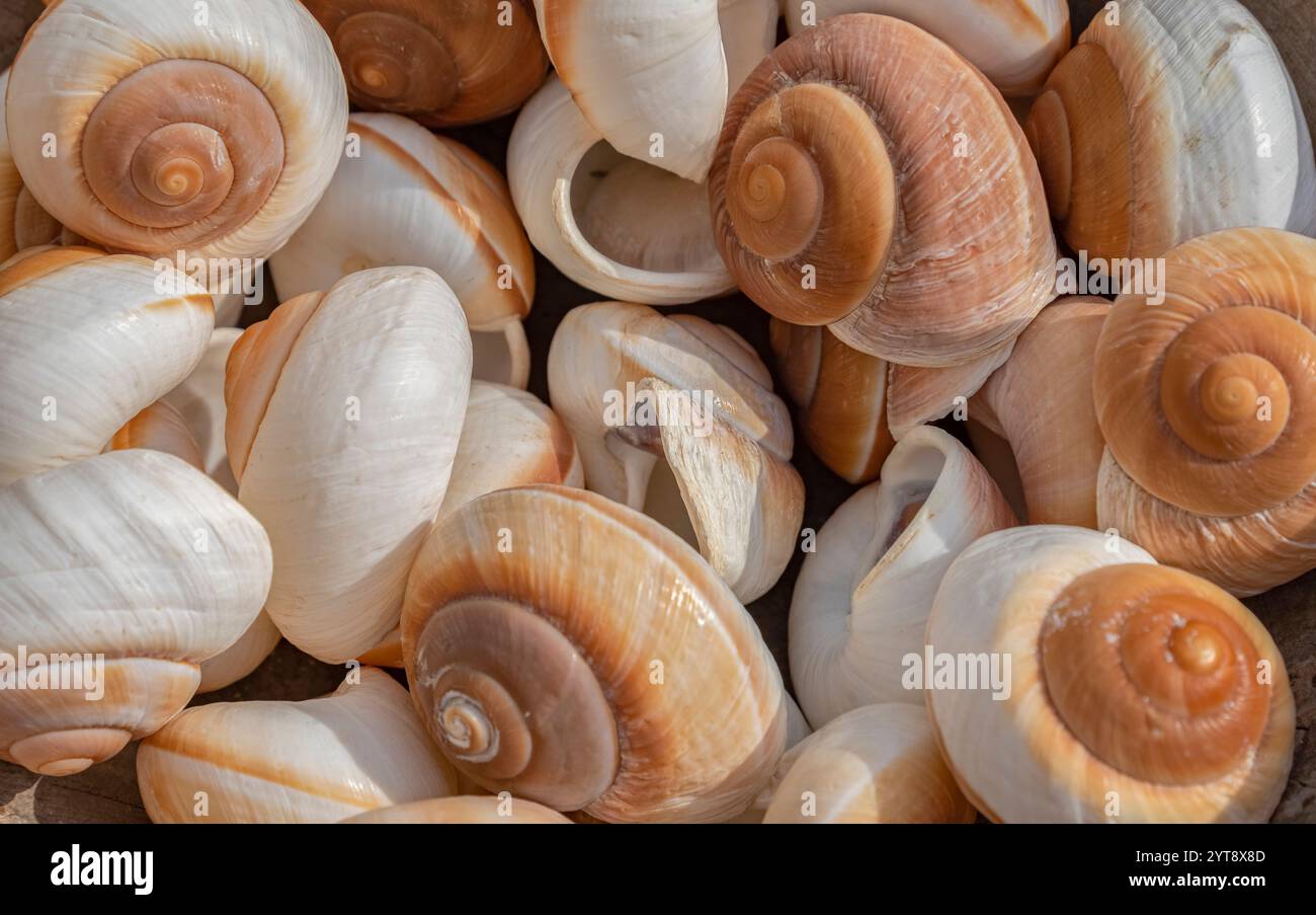 Two spiral shaped shells hi-res stock photography and images - Alamy