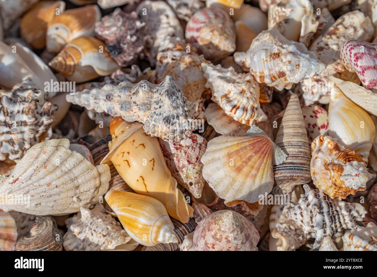 Various spiral shells hi-res stock photography and images - Alamy