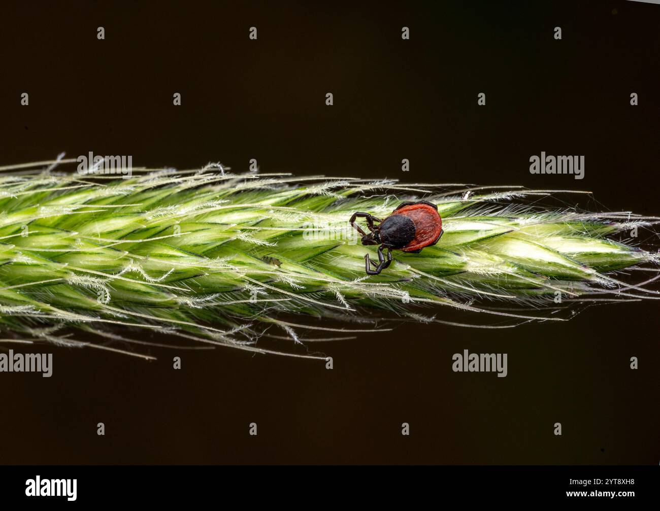 Castor bean tick hi-res stock photography and images - Alamy