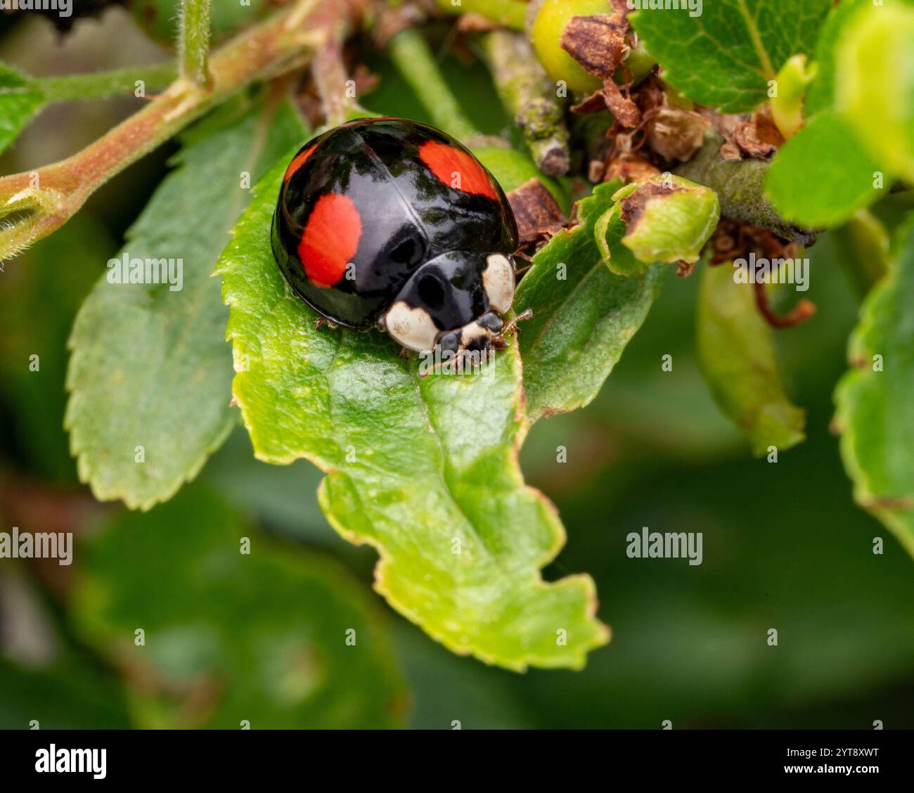 Asian lady beetle in macro hi-res stock photography and images - Alamy