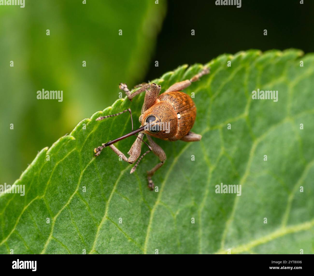 Frontal shot hi-res stock photography and images - Alamy