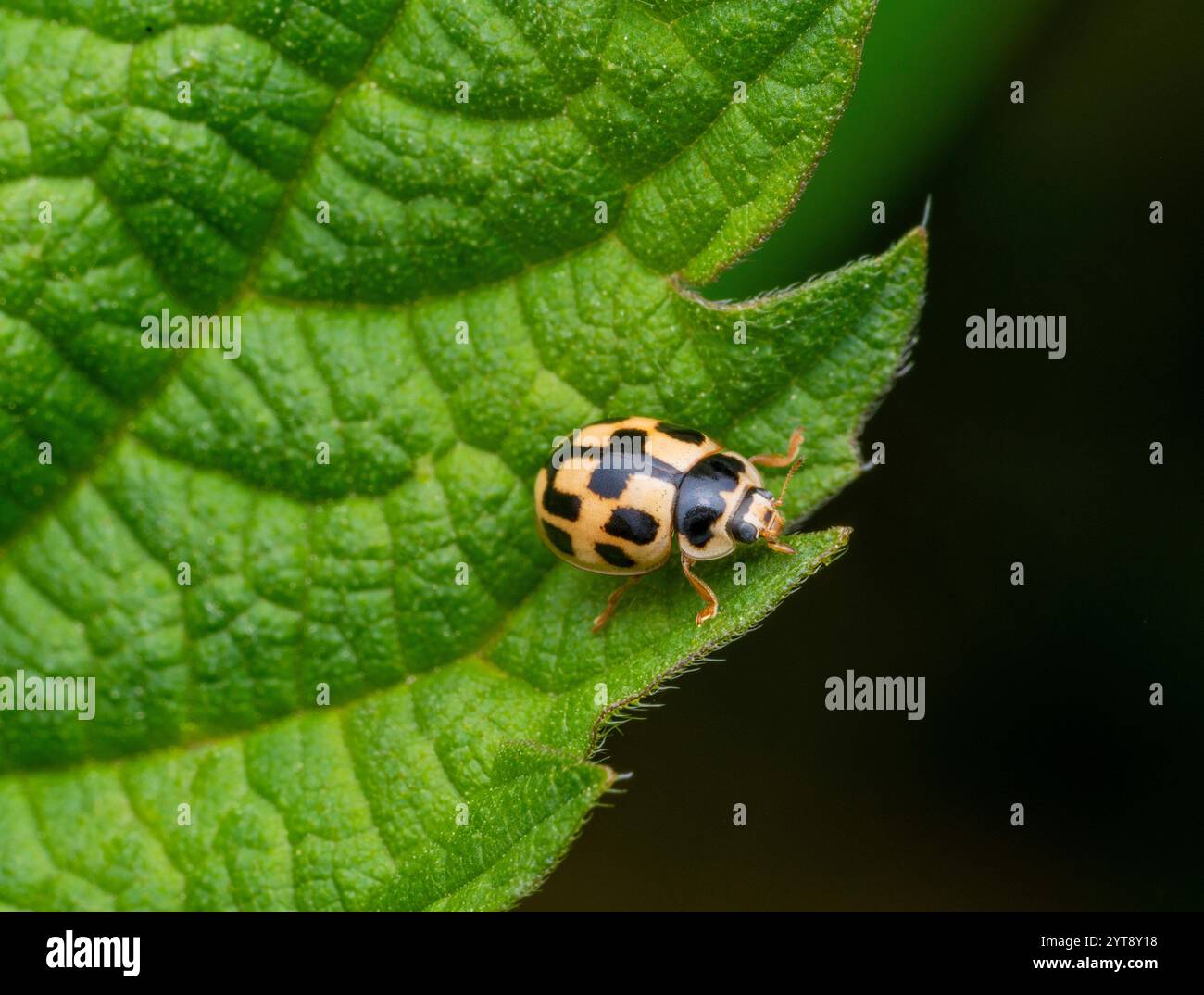 Macro shot of 14 spotted ladybird beetle resting on green leaf hi-res ...