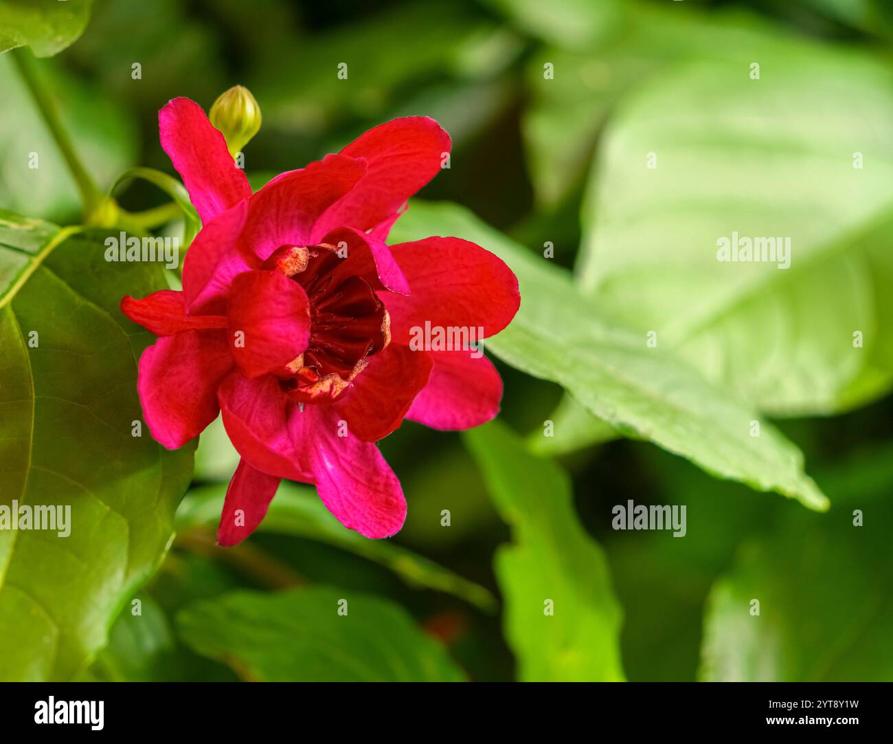 Green leavy hi-res stock photography and images - Alamy