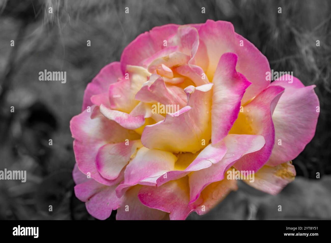 Bicolor hybrid hi-res stock photography and images - Alamy