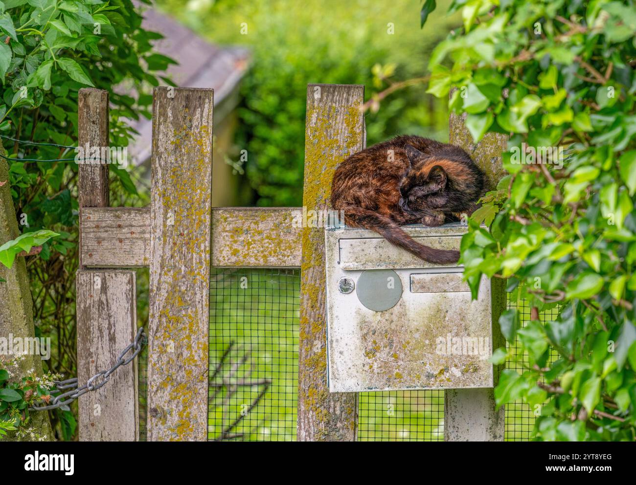 Dark cat resting on a letterbox at a wooden fence seen in northern ...