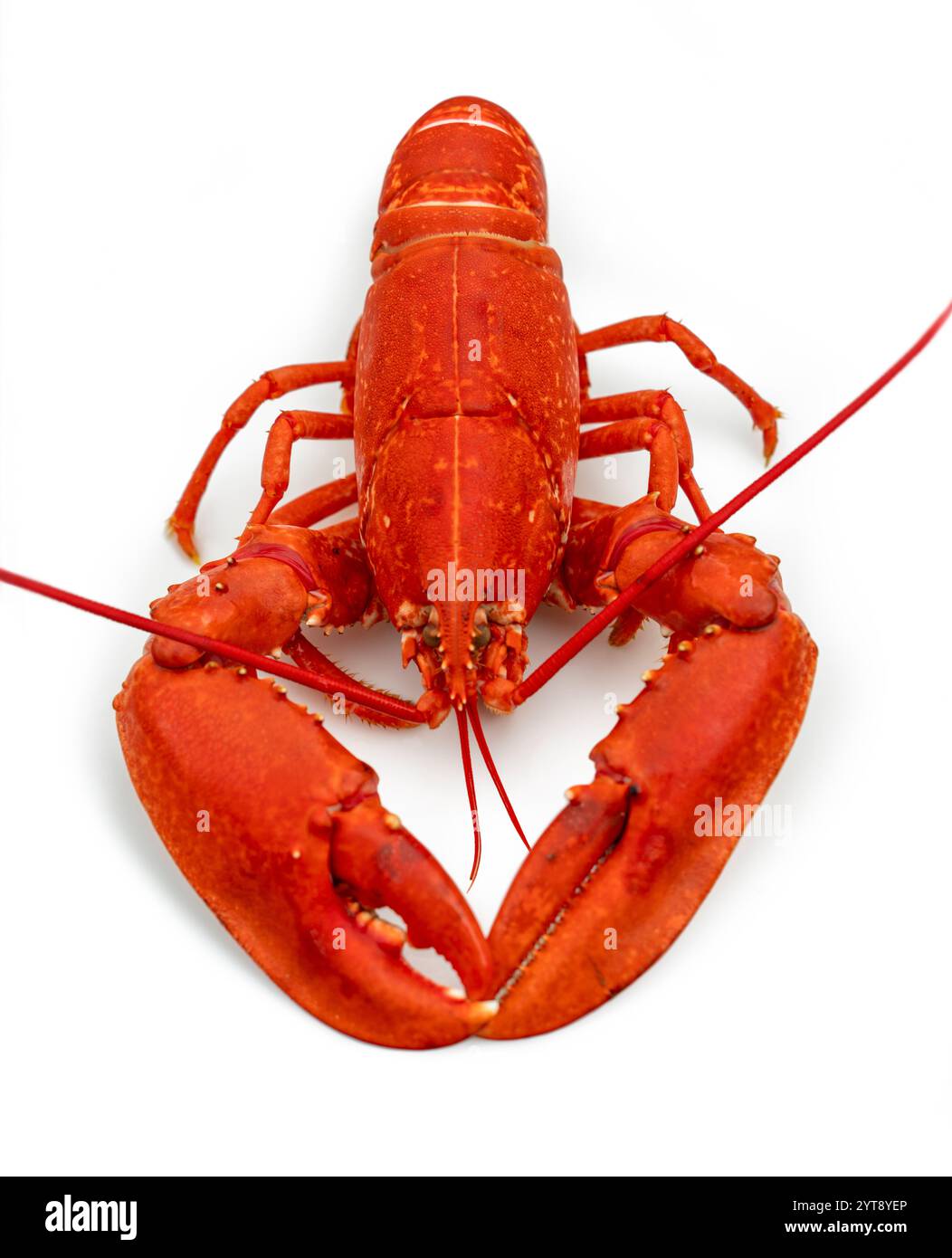 Back view closeup shot hi-res stock photography and images - Alamy