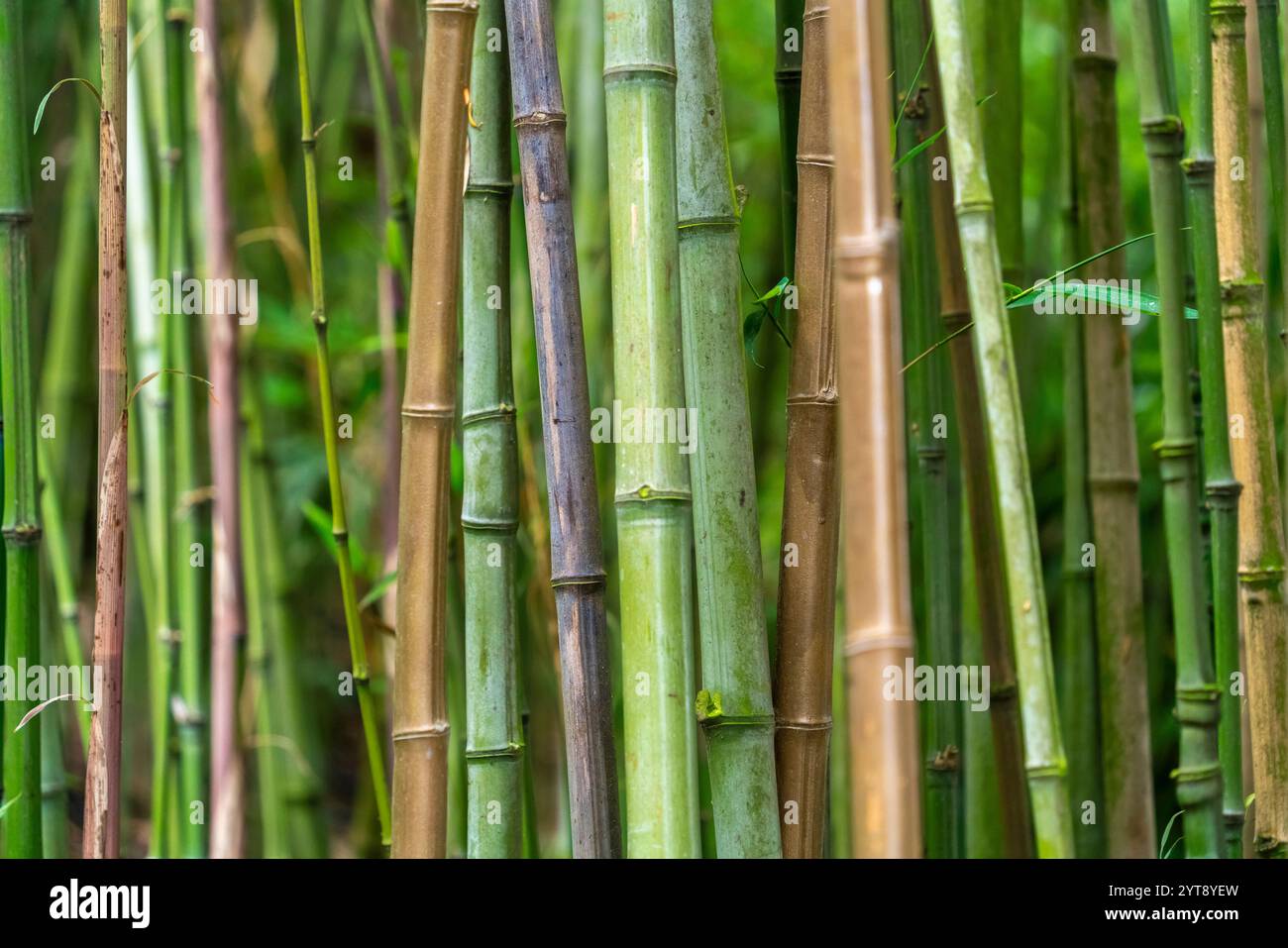 Full frame closeup shot showing lots of bamboo sticks hi-res stock ...