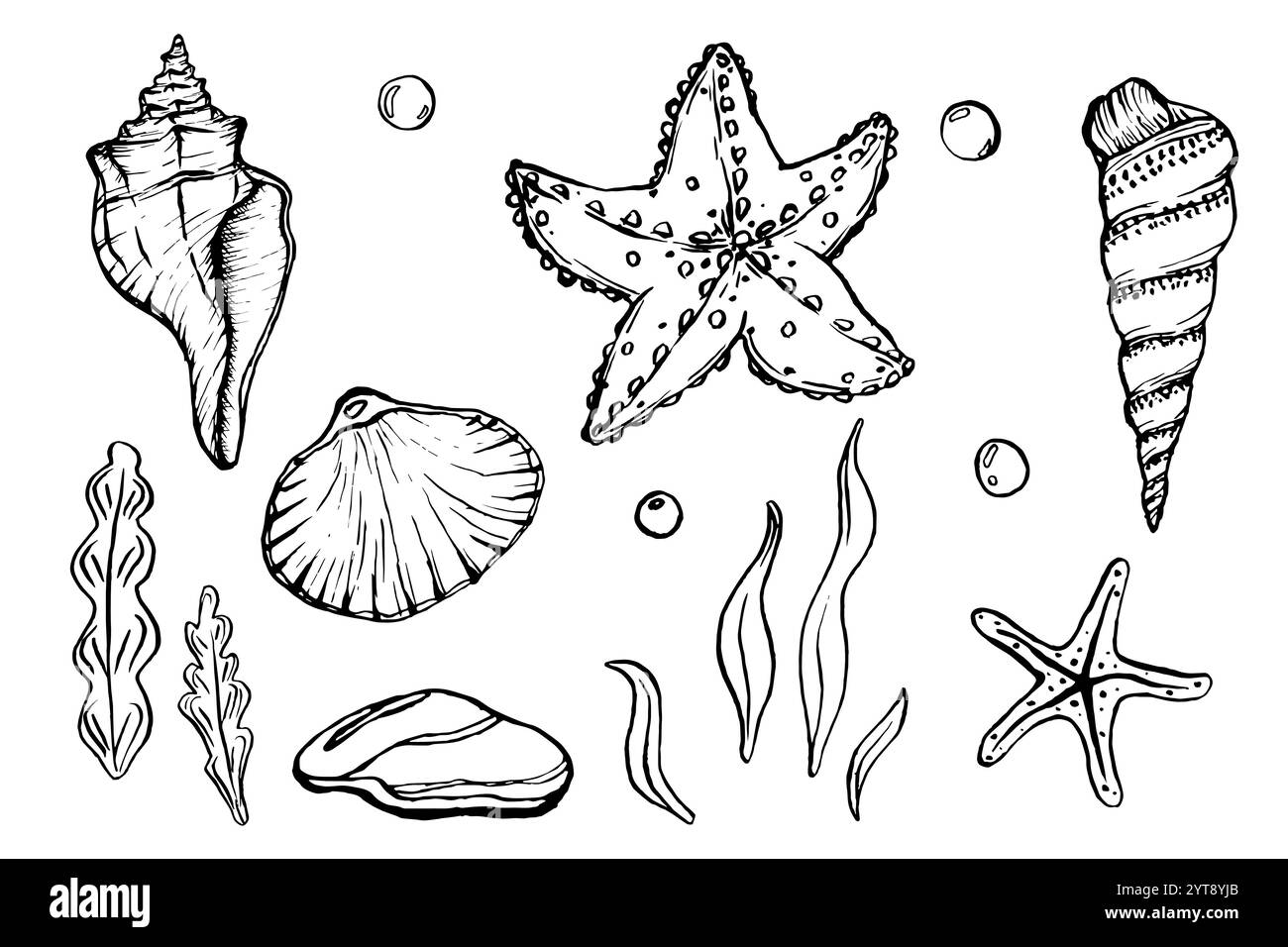 Seashells vector illustration collection. Underwater Shells and ...