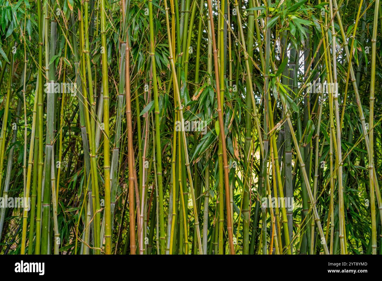 Bamboo closeup hi-res stock photography and images - Alamy