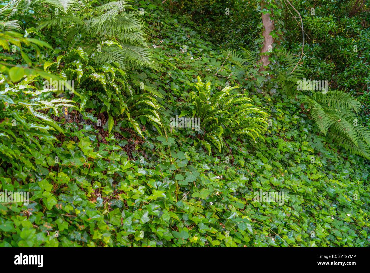 Dense ground vegetation including ivy and fern seen in northern France ...