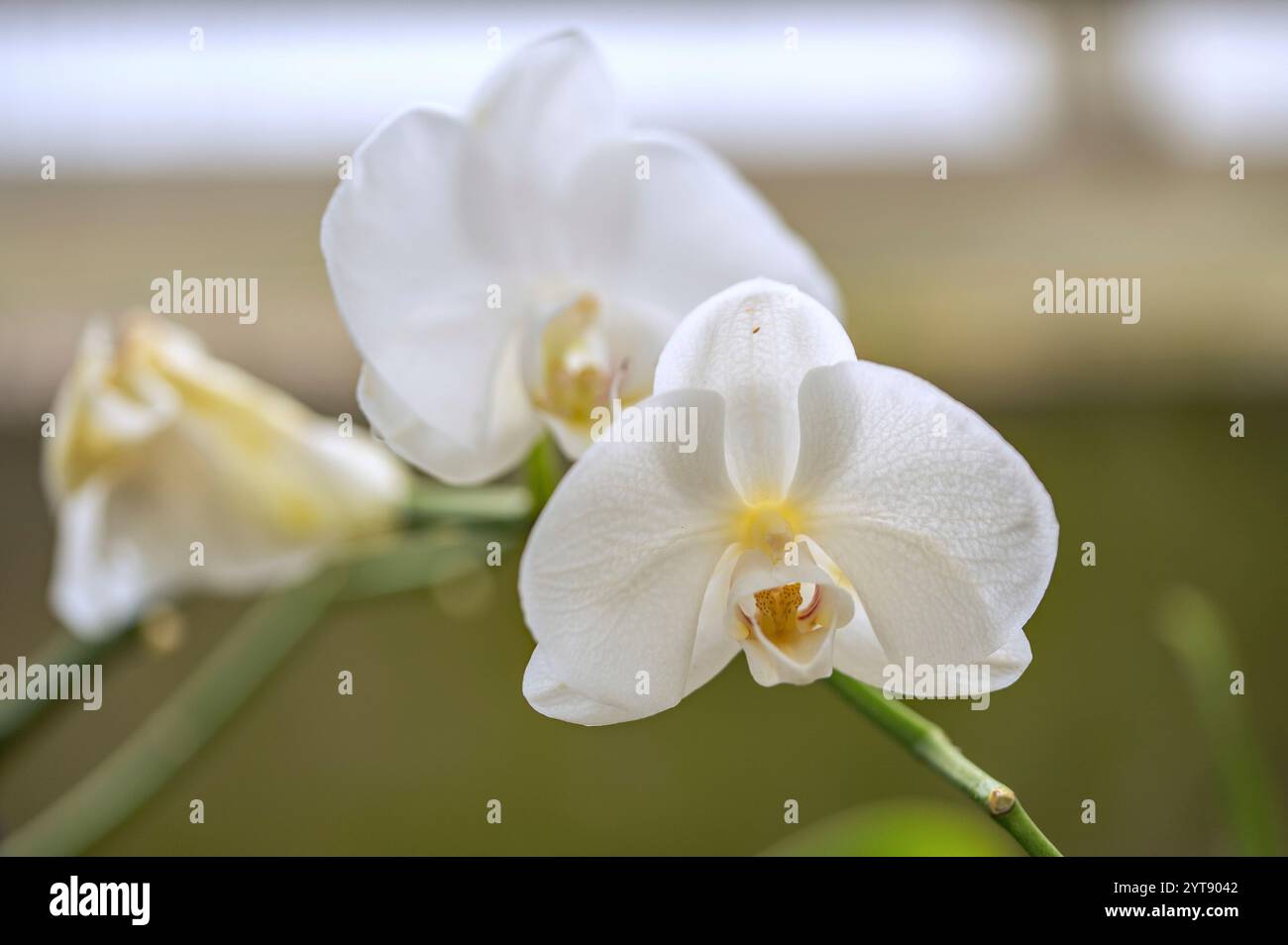 Ginger flowers hi-res stock photography and images - Alamy