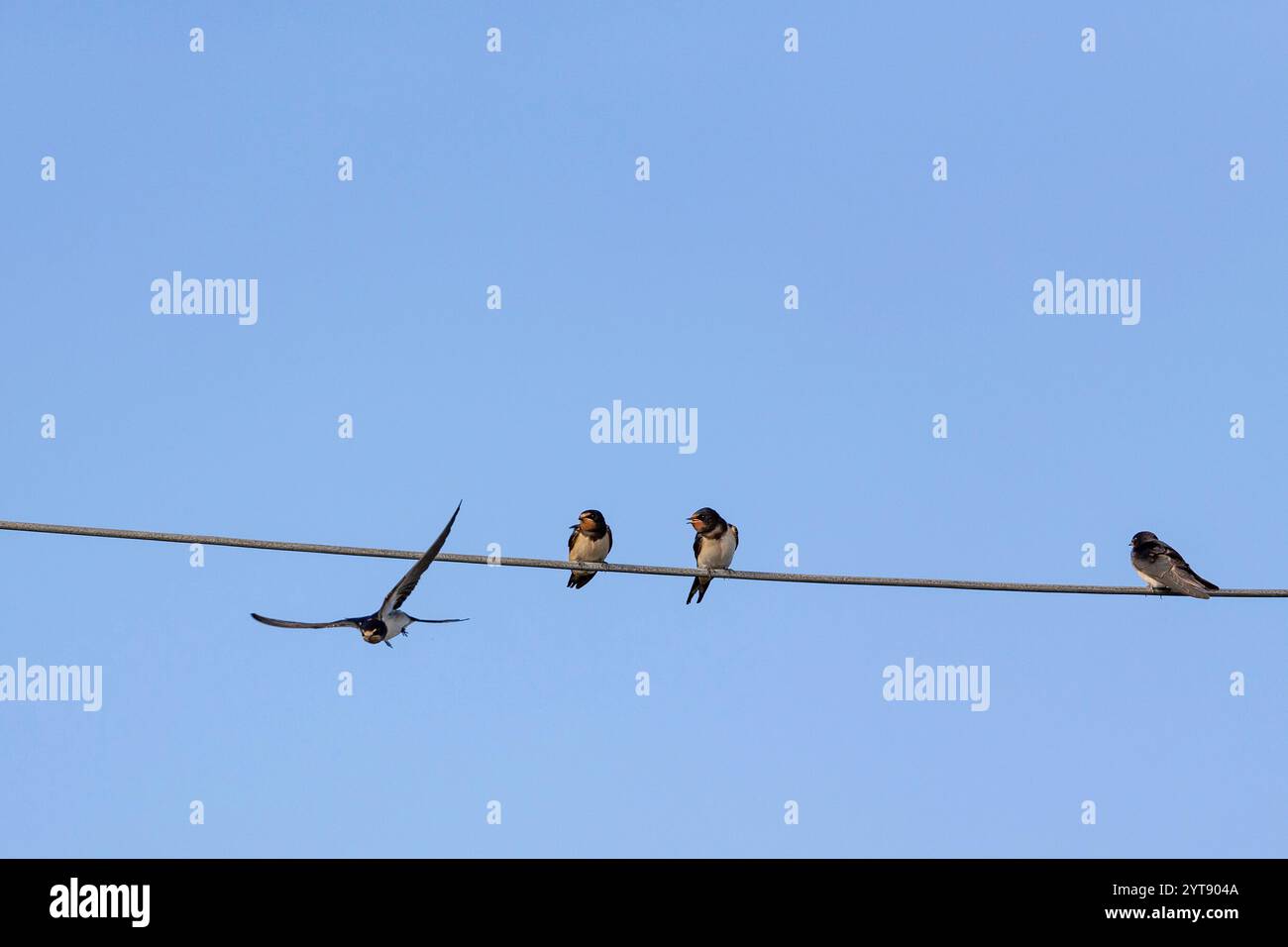 Barn swallows (Hirundo rustica) on the bird island of Memmert near ...