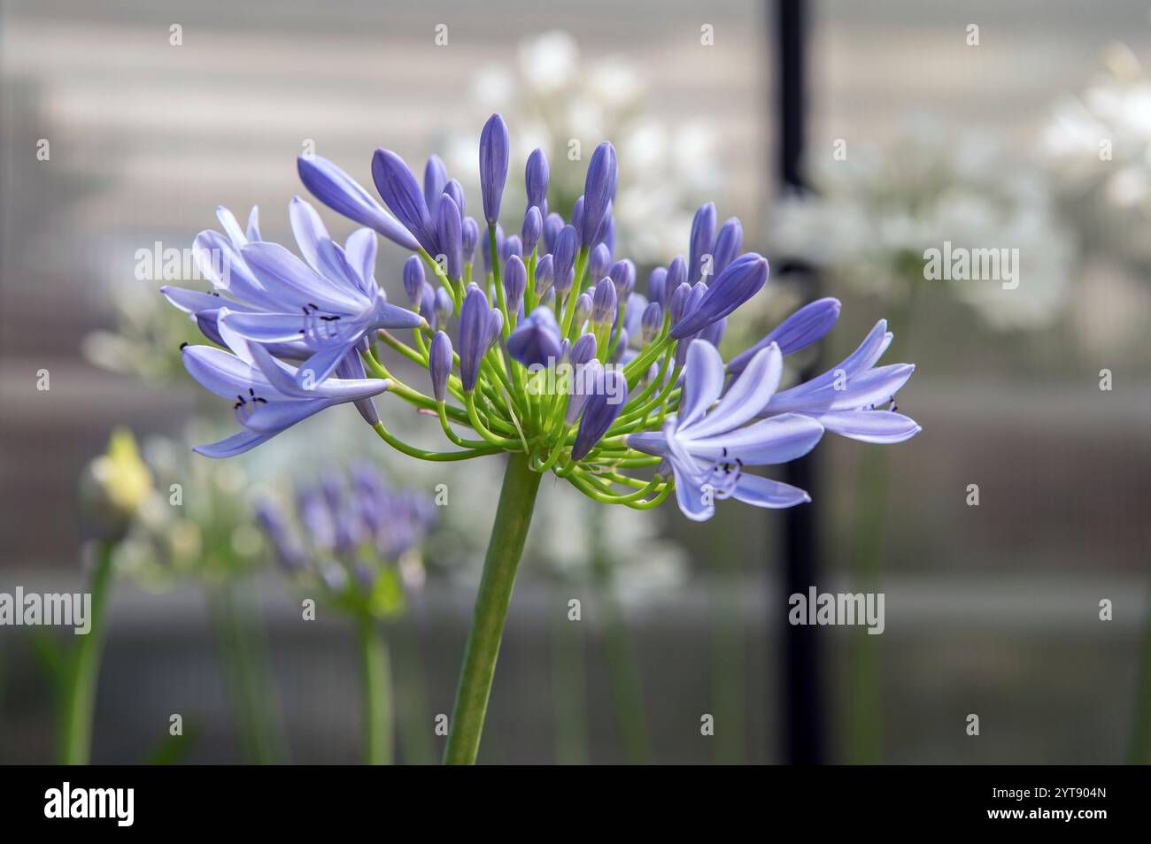 Ornamental lilies hi-res stock photography and images - Alamy