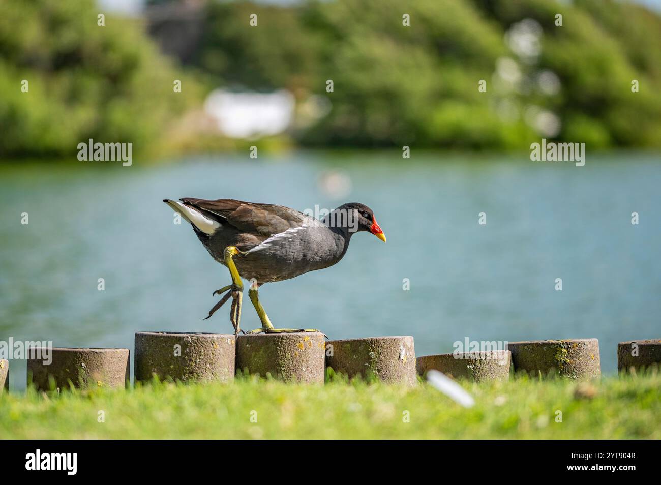 Pond rail at a pond Stock Photo - Alamy