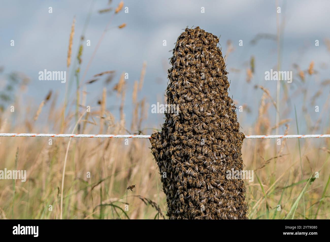 Bee colony on the roadside Stock Photo - Alamy