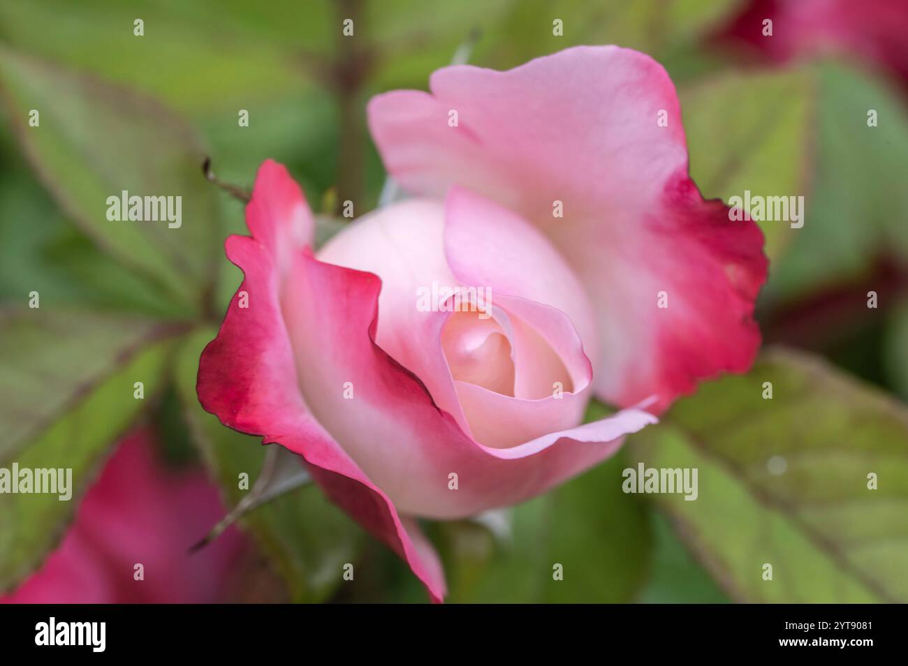 Nostalgia rose in bloom Stock Photo - Alamy