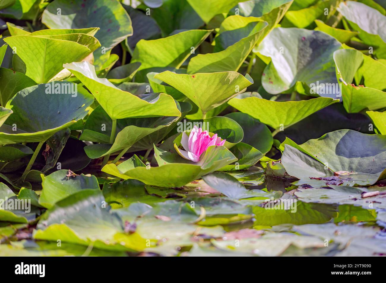 Red water lilies in bloom Stock Photo - Alamy