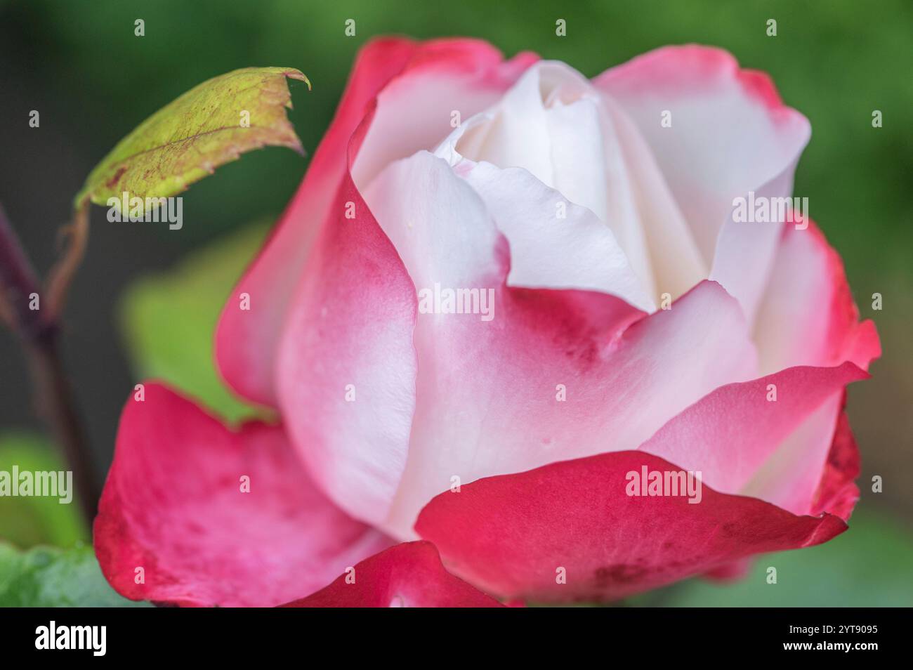 Nostalgia rose in bloom Stock Photo - Alamy