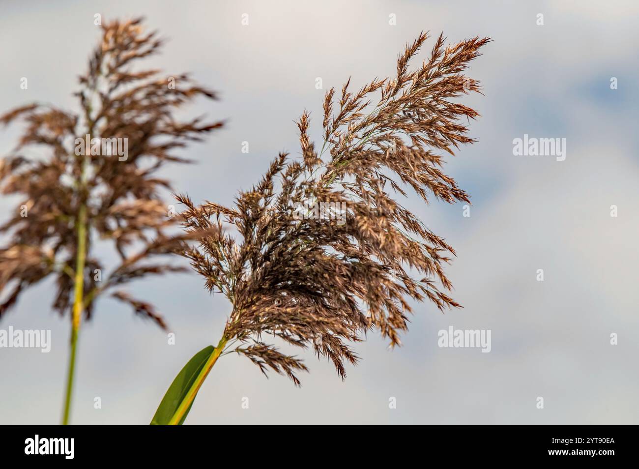 Reed canary grass hi-res stock photography and images - Alamy