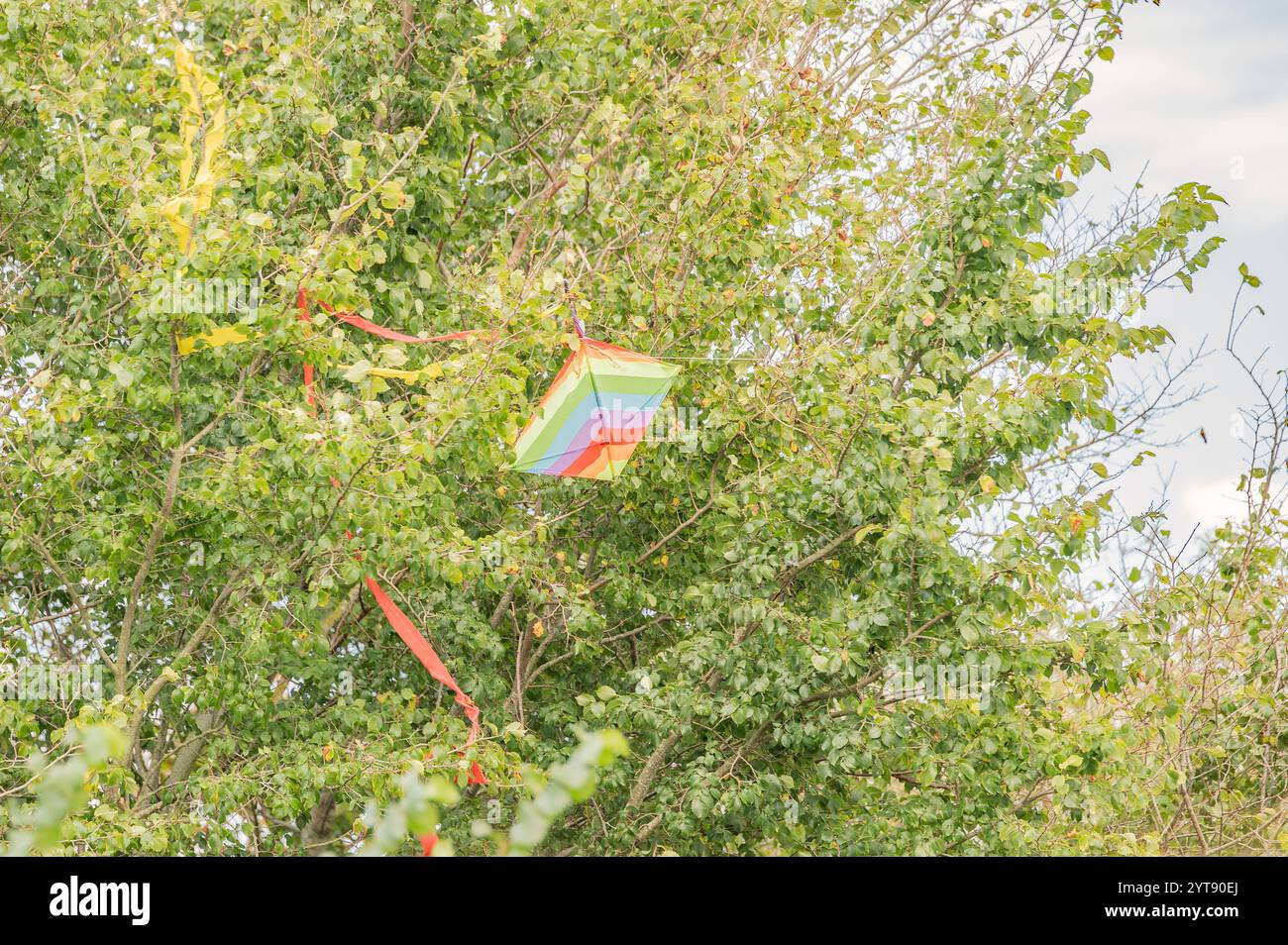 Kite crashed into tree hi-res stock photography and images - Alamy