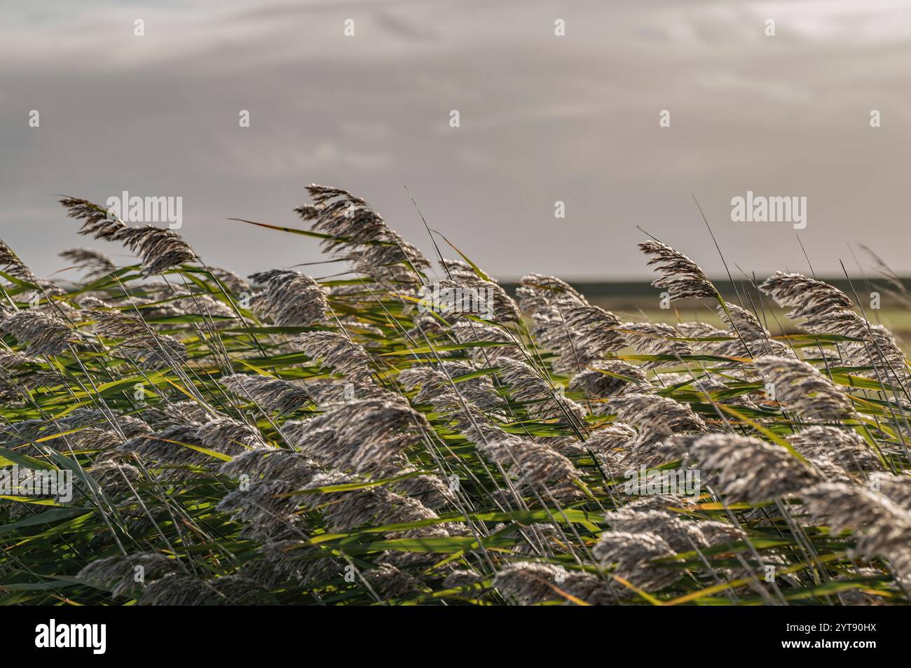 Reed canary grass hi-res stock photography and images - Alamy
